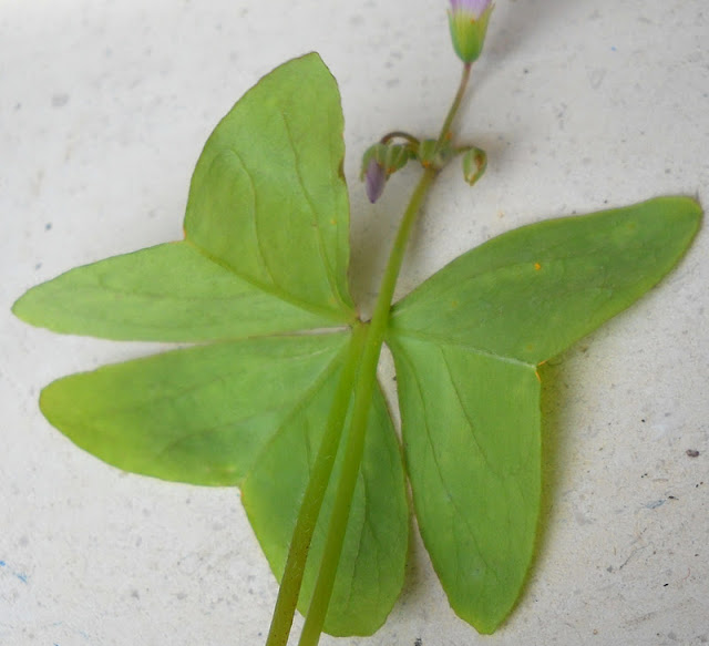 HORTA À PORTA: OXALIS (ERVA AZEDA, AZEDINHA