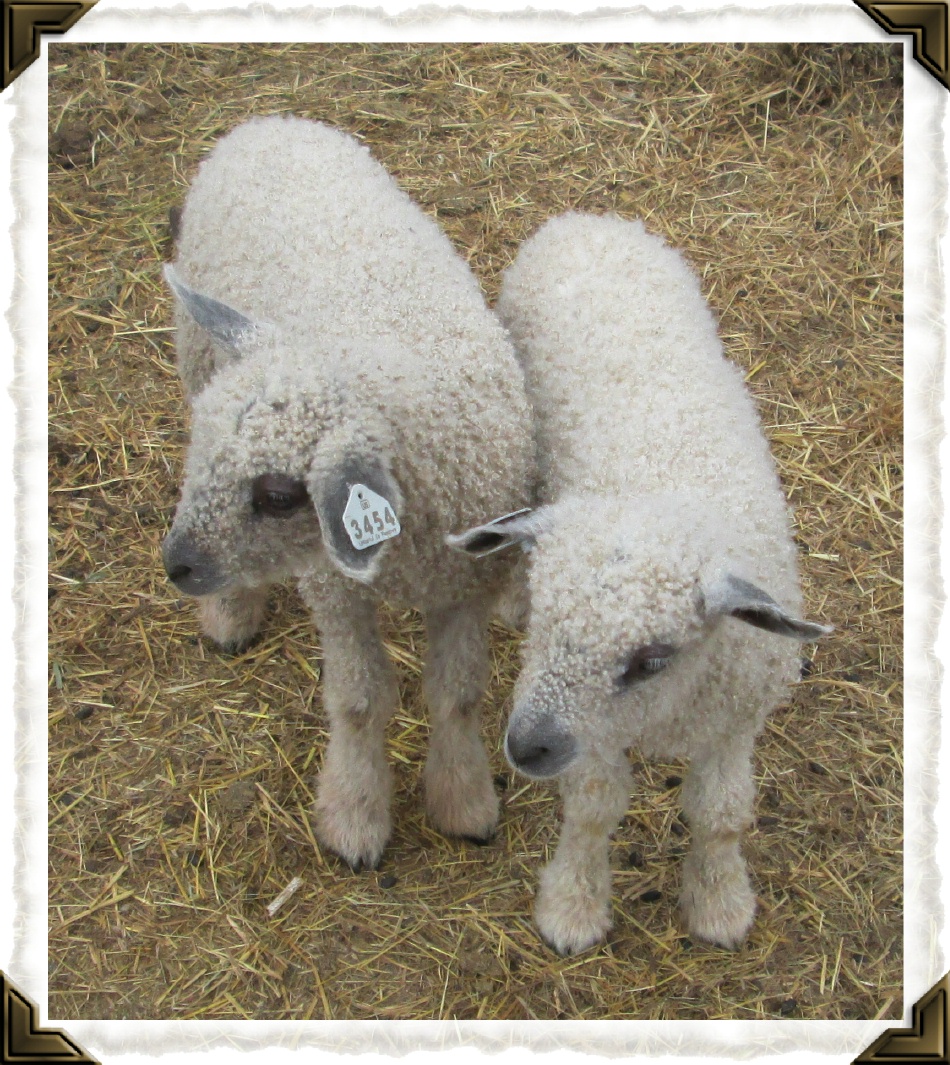 farmjournal: Puzzle, Moon Pie & Sheldon lambies!
