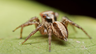 ムシをデザインしたのはダレ？: ミスジハエトリ