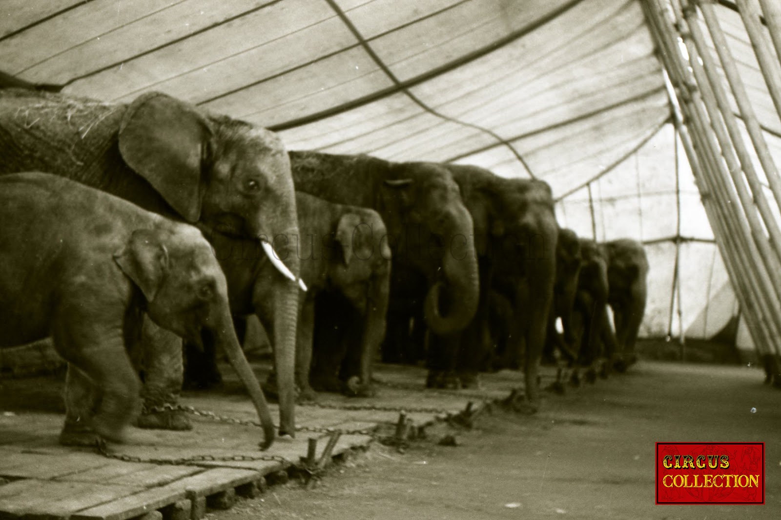 Circus -Collection: Ballade dans les ménageries du 20 eme siècle