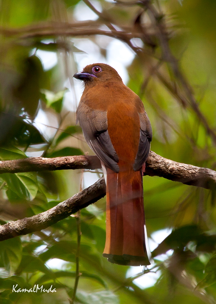 SOUTH EAST ASIA BIRDS - Malaysia birds paradise