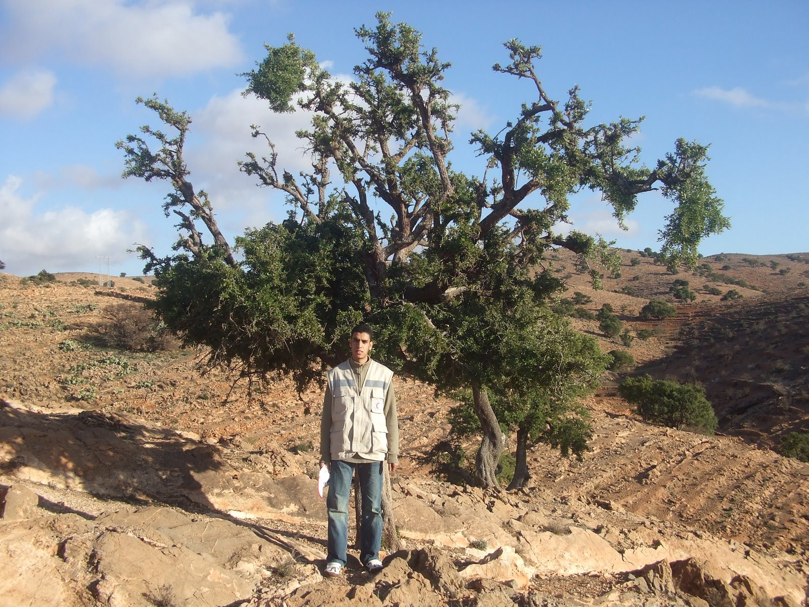 Kingdom Of Moroccan Argan Oil: Argan Tree : The Of Tree Of Life