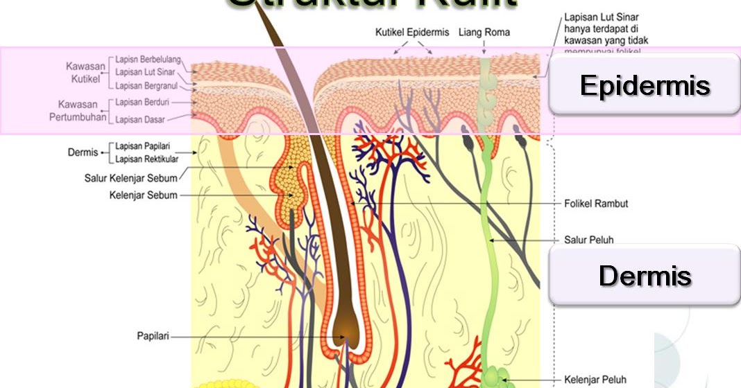 Fungsi Sistem Integumen Kulit - Biologi Edukasi: Belajar Sains Biologi