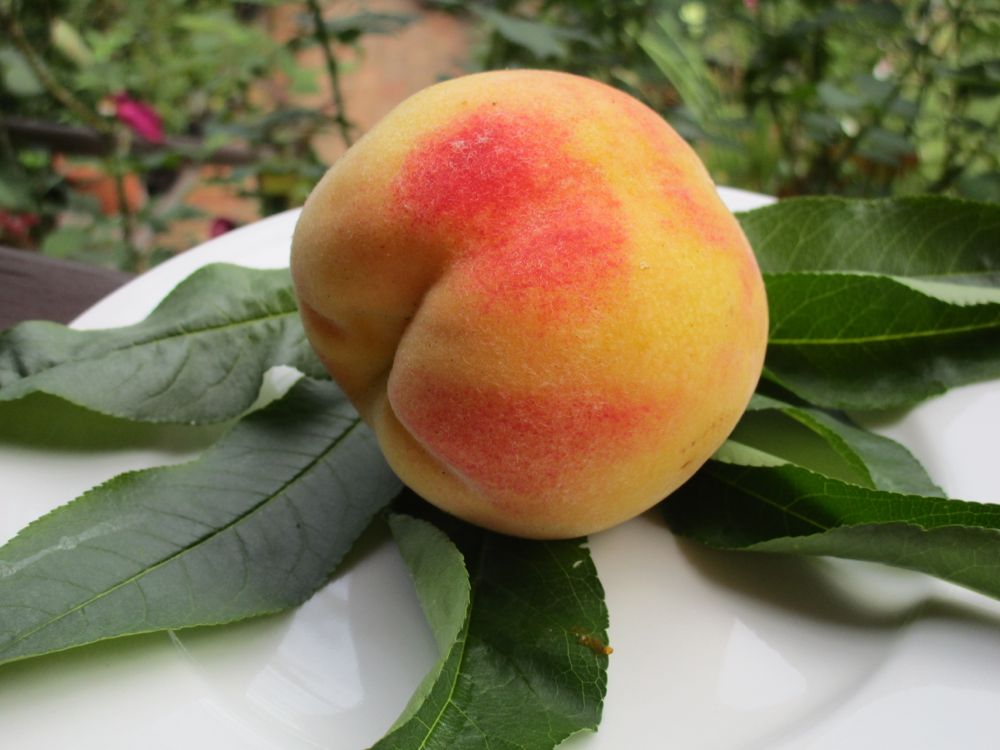 Pucokpaku: Sun ripened fruits