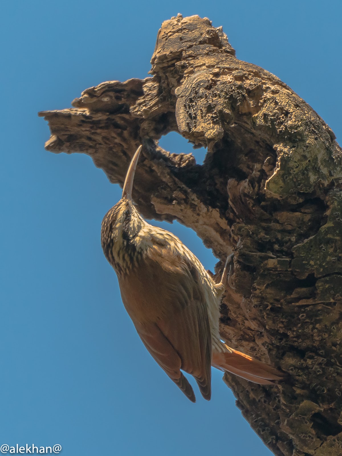 Pájaros, Pajarracos: Chinchero chico (AR)