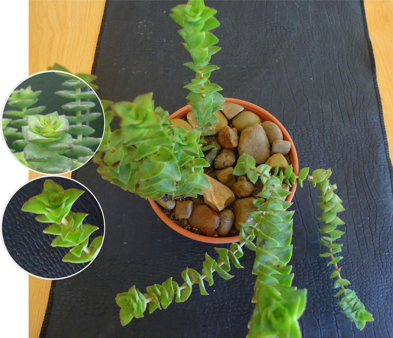 tutuna mituna: Crassula perforata / Cadena de botones / Crásula perforada