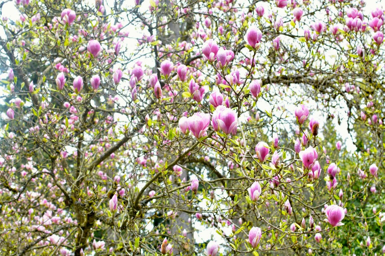 A Golden Tulip: MY FIRST SPRING IN SEATTLE