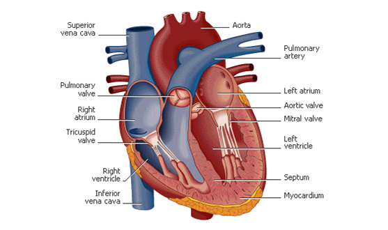 ZP HIGH SCHOOL,KAMEPALLI