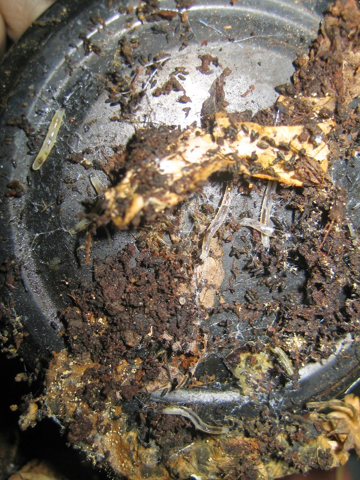 Balcó de Barcelona: Nemàtodes que composten? / Kompostující hlístice ...