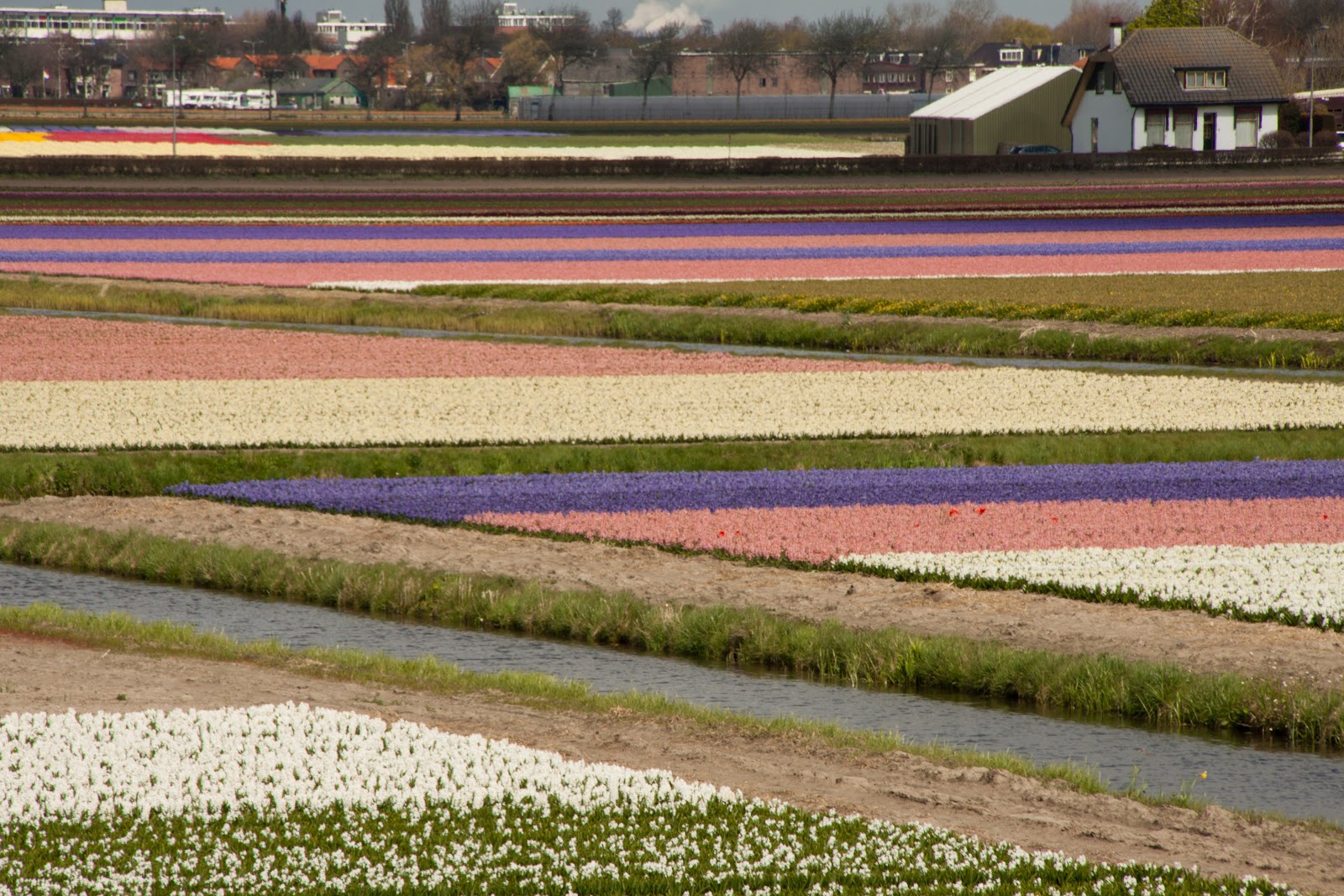 Peach and Thistle: Keukenhof Part III: The Bulb Fields