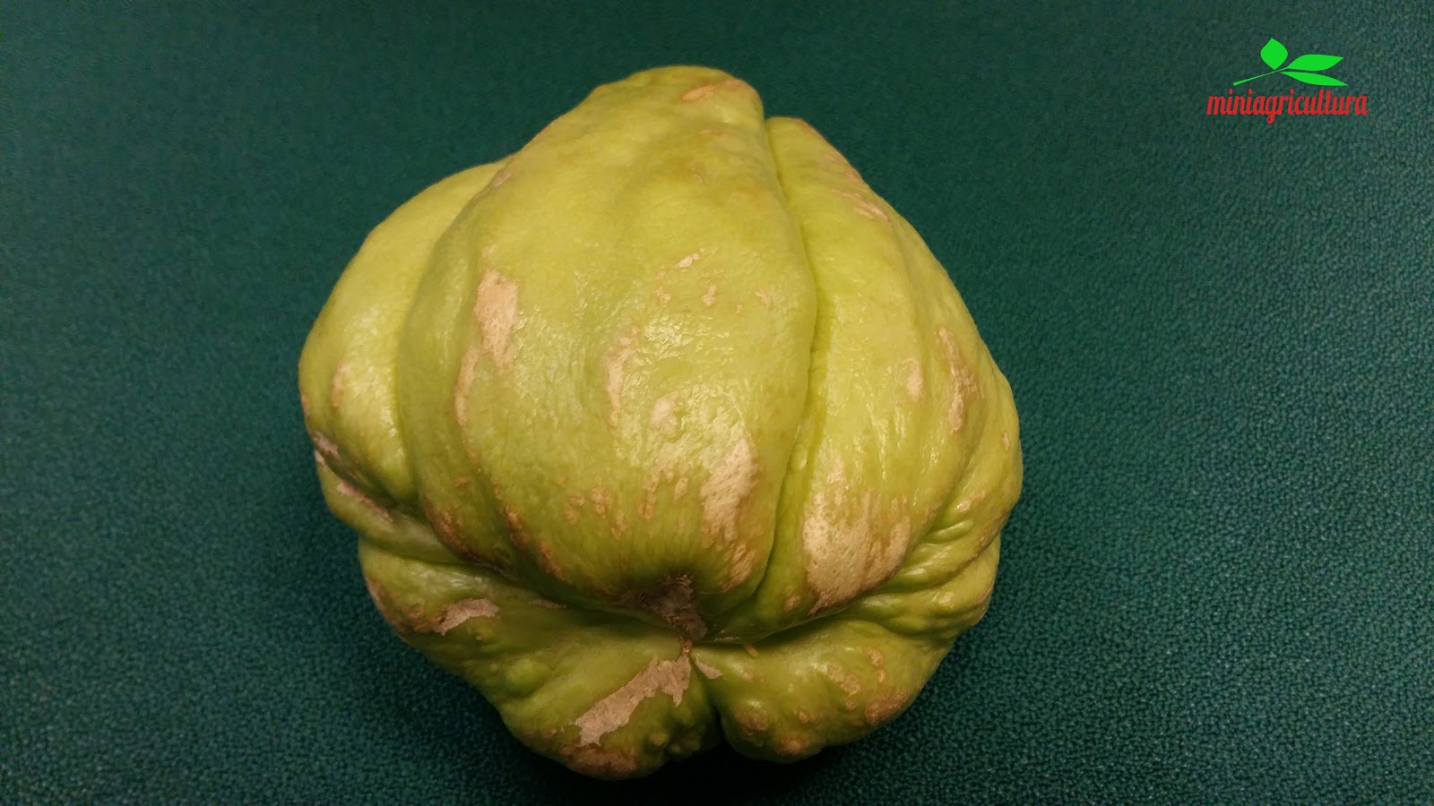 EL CHAYOTE O CHAYOTA.