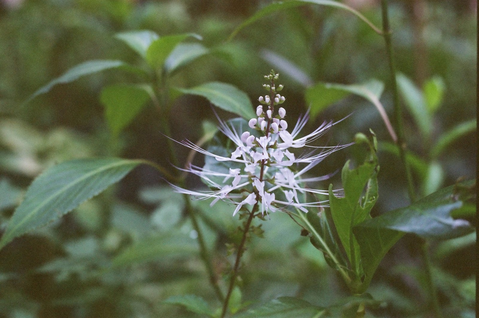 Baida Hercus - On saving the world one seedling at a time