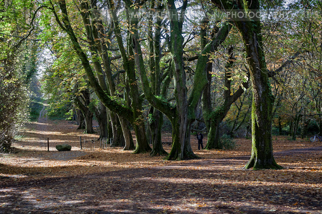 Landscape Photography in Kerry, Ireland: Photo Tip: Killarney National ...
