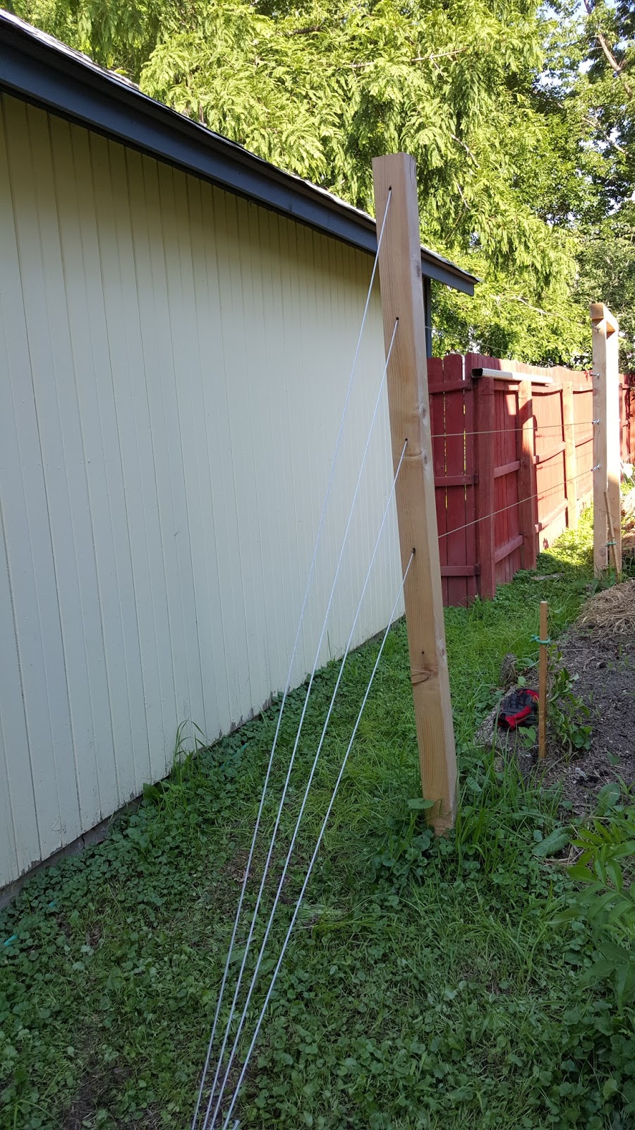 The Urbane Farmer Kiwi Trellis Installed