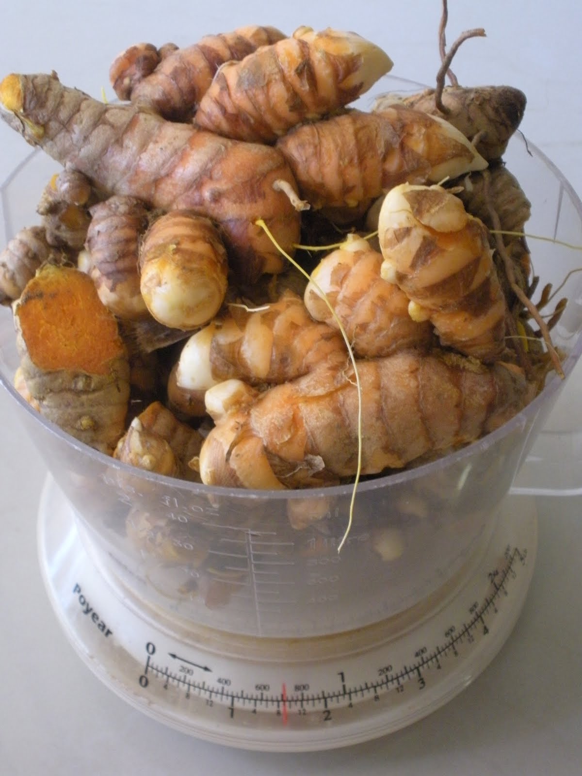 On The Green Side Of Life: Growing Turmeric Rhizomes