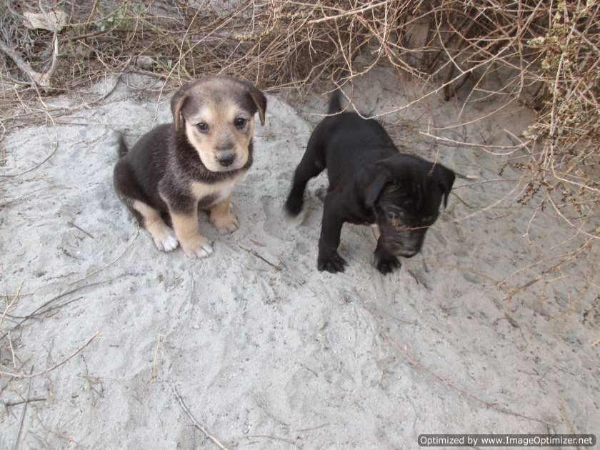 Oman Coast: Adopt a pet in Oman