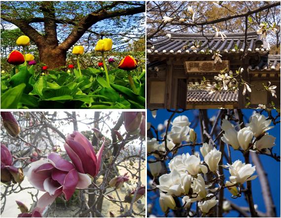 Inspiring Korea: Bunga-Bunga Indah Saat Musim Semi di Korea