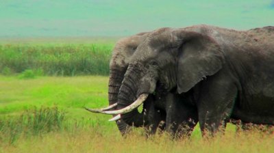 An Elephant a Day: Elephant No. 264: Tortilla Art