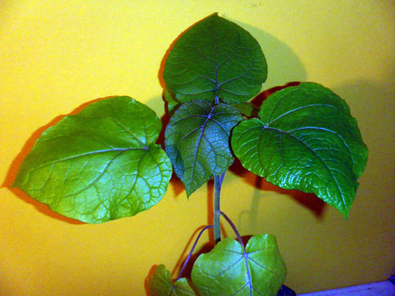 Scirpidiella's Plants: Hardy Tamarillos (Cyphomandra sp.div.)