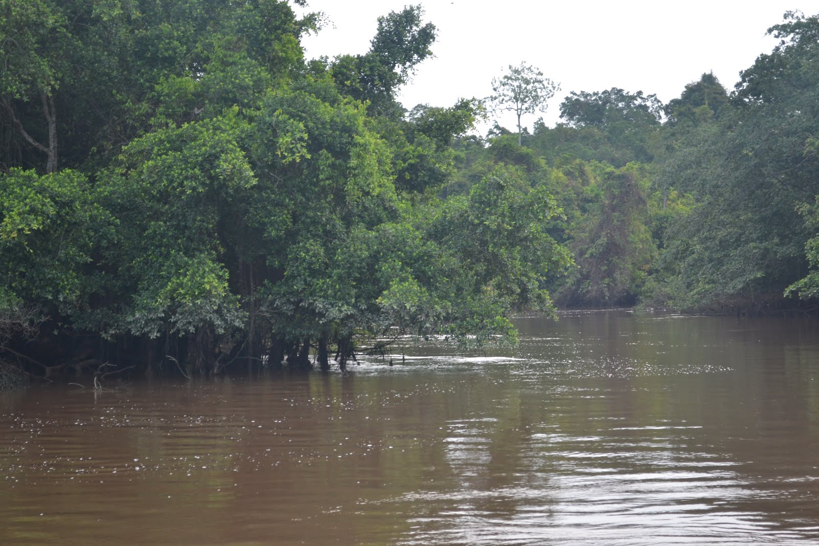 Joranharian.blogspot.com: Udang Galah, Sungai Besar