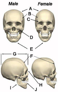 The Dental Stop: Forensic Dentistry