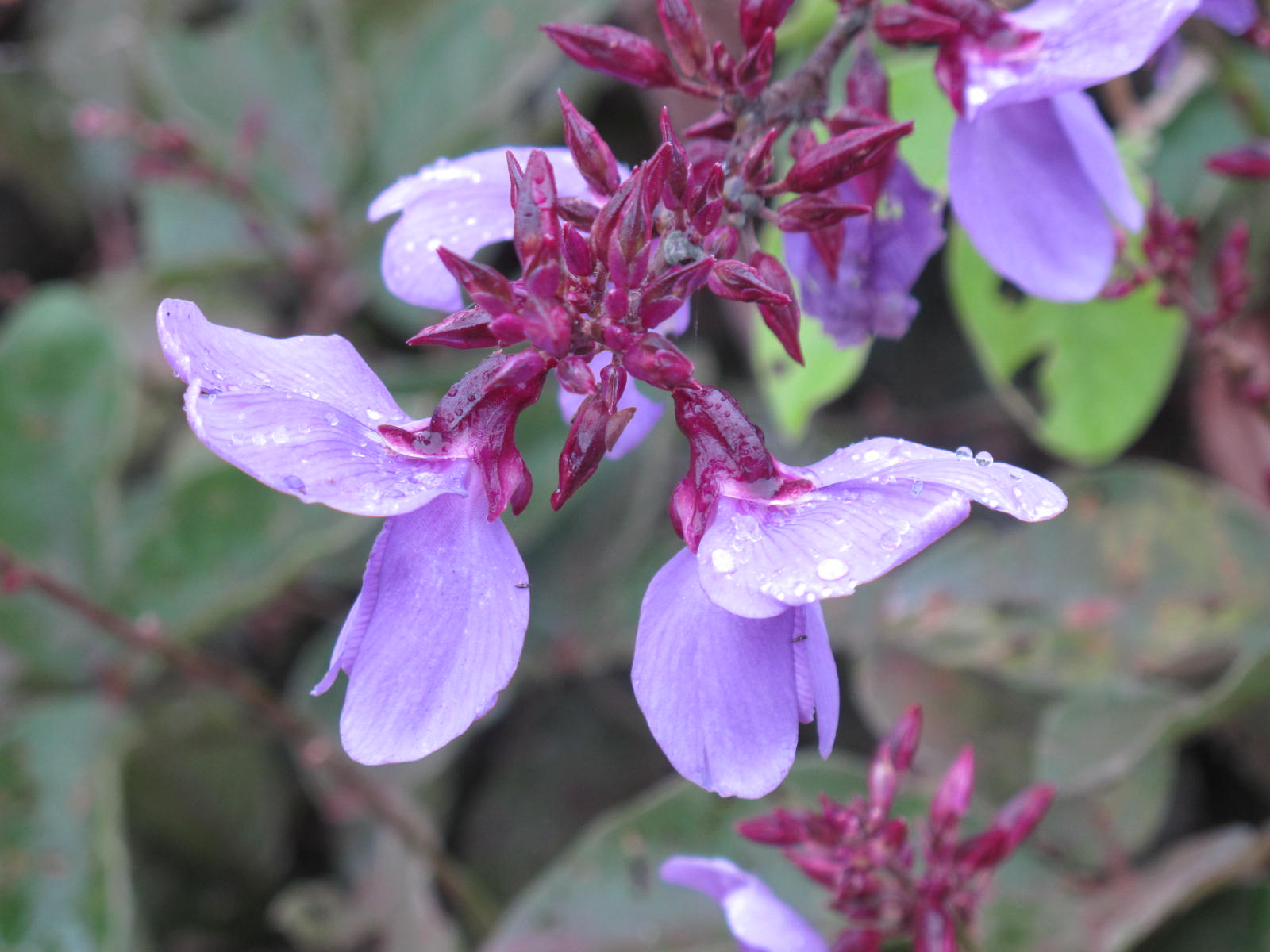 Fabaceae - Leguminosae no Brasil: Fabaceae - Dioclea burkartii R.H. Maxwell