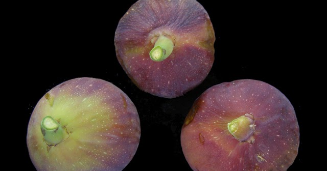 Castle Kennedy Fig - Var Tin