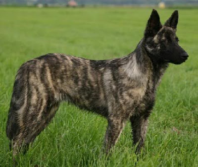 About Dog Dutch Shepherd
