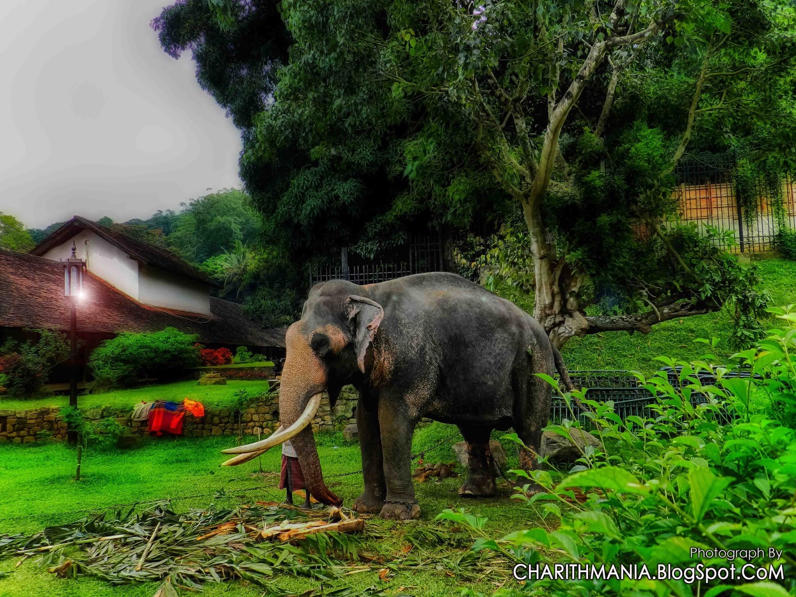 Nadungamuwa Raja - Alchetron, The Free Social Encyclopedia