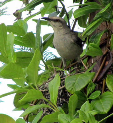 Hiking Curaçao - Flora and Fauna: Chuchubi Nest - Nest of the Mockingbird