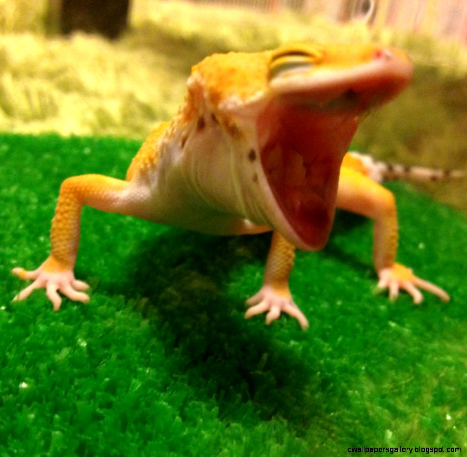 Cute Leopard Gecko Smiling | Wallpapers Gallery