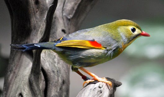 Burung Kicauan: CARA MERAWAT BURUNG ROBIN AGAR RAJIN BUNYI DAN KENAPA ...