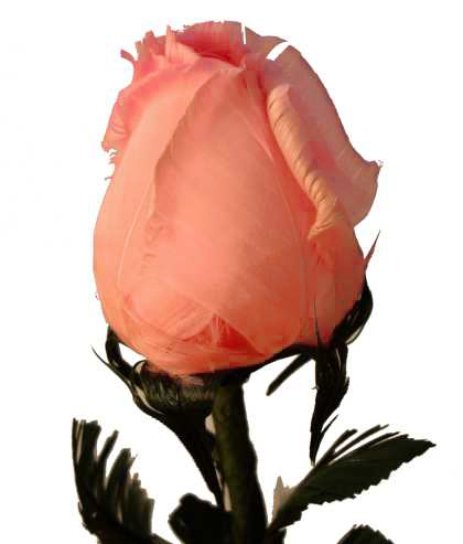 Rahsia Di sebalik Warna Bunga Ros