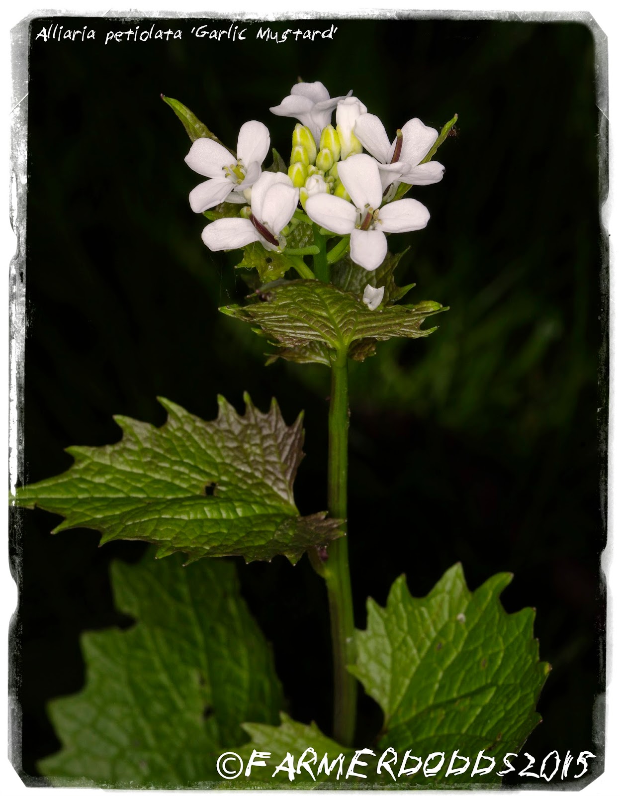 NATIVE BRITISH HERBS: A