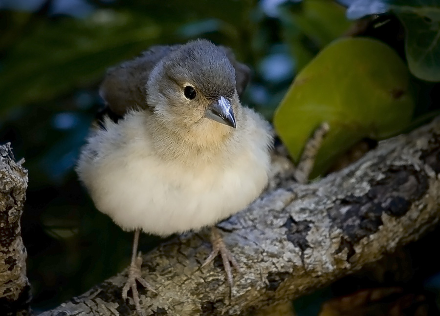 TASIS - la esencia del equilibrio interior: La lección de los PAJAROS ...