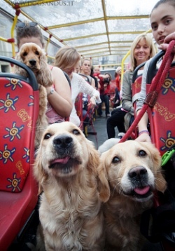 Can you take your Dog on Public Transportation?
