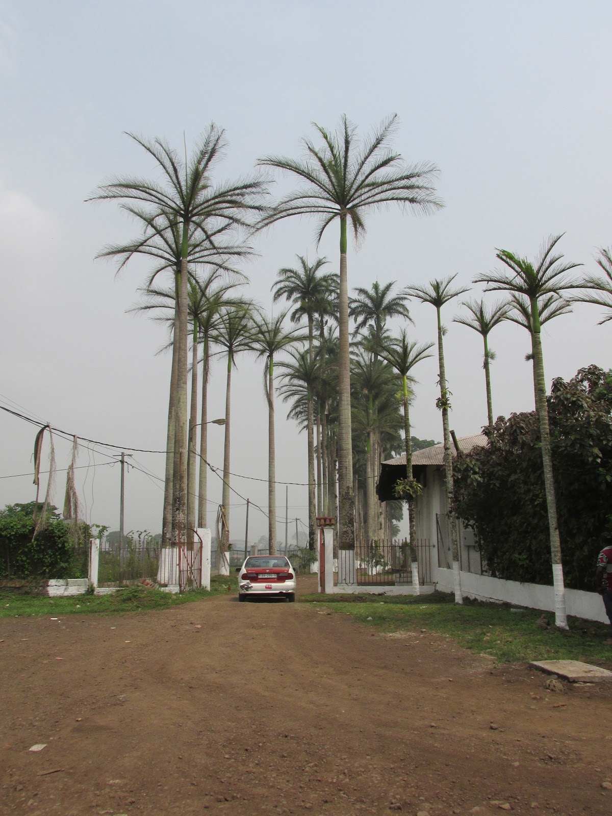 Bioko Island Adventures: Day 32 - Sampaka Cocoa Plantation