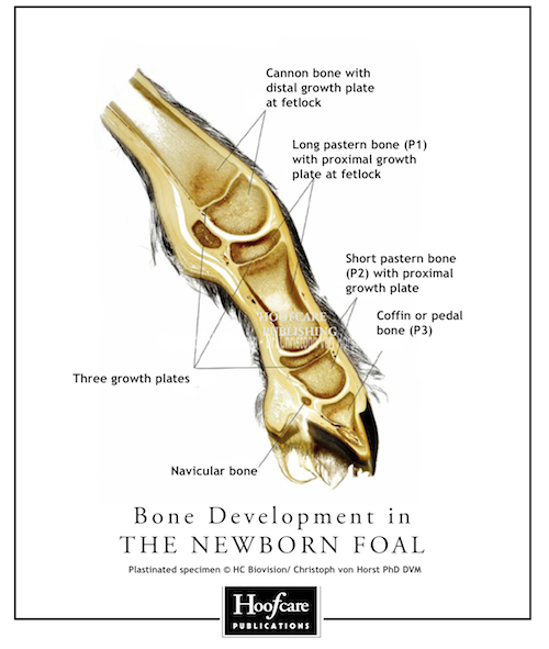 Fran Jurga`s Hoofcare + Lameness: On the Case: Combined Contracture and ...