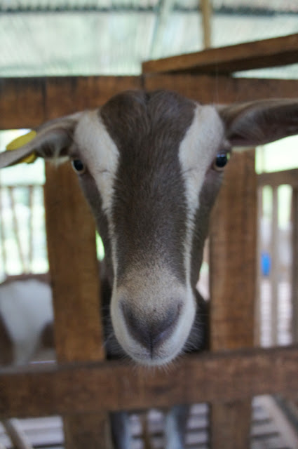 Monte Azul: NEW GOATS ARRIVE!