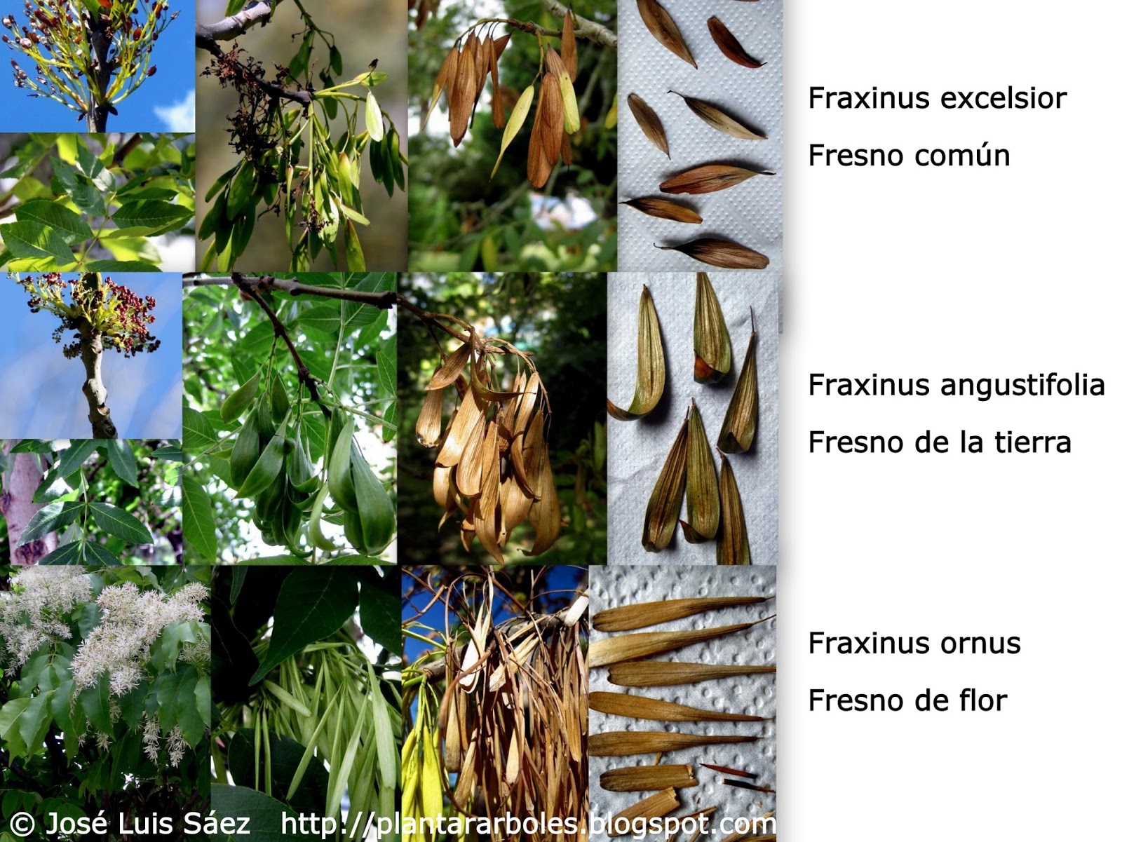 PLANTAR ÁRBOLES y arbustos: Tipos de frutos y semillas AUTÓCTONOS España