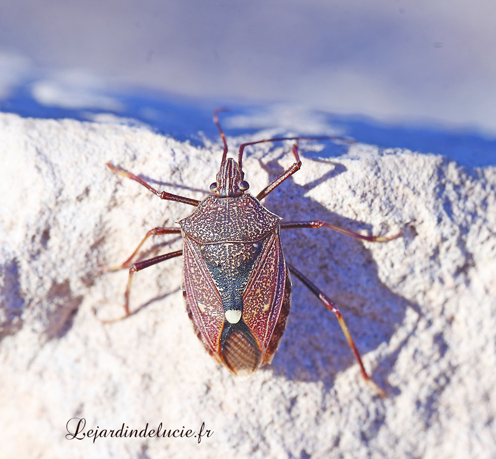 Punaises australiennes