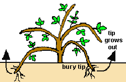 Layer Perennials to Make More Plants