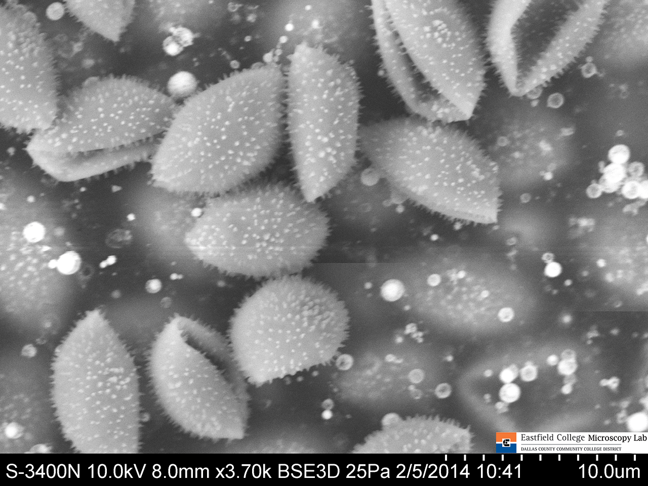 Scanning Electron Microscope Blog: Slime Molds - not really molds ...