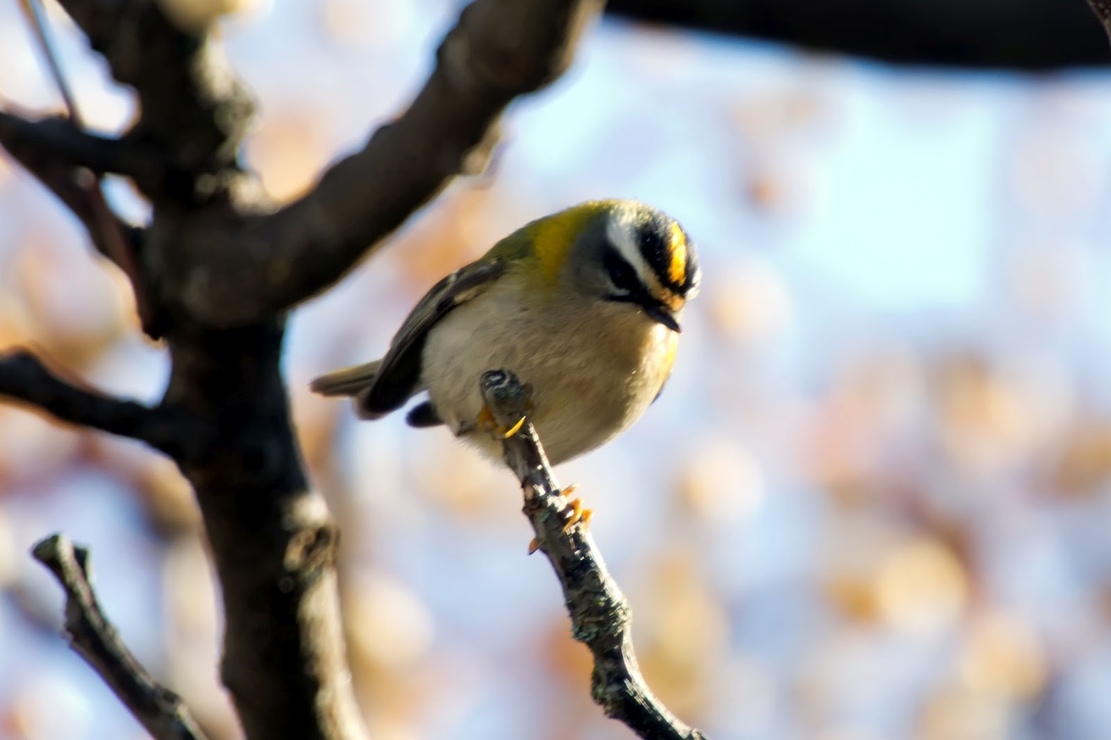 Julian Sykes Wildlife Holidays: Iberian Lynx in Andalucia