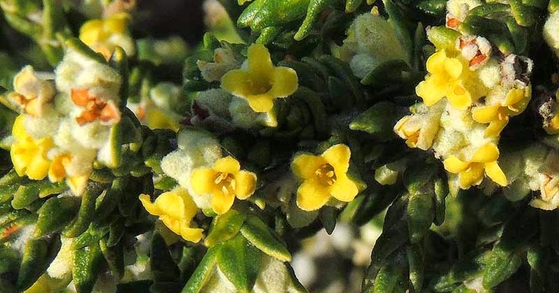 Flora Attica: Thymelaea hirsuta