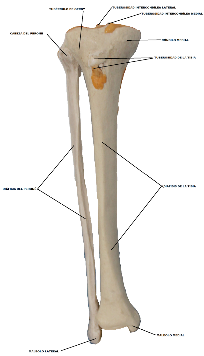 MORFOFISIOLOGÍA I: ANATOMÍA
