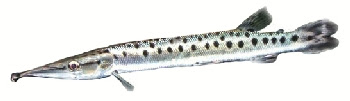 PEIXE BICUDA (Boulengerella maculata)
