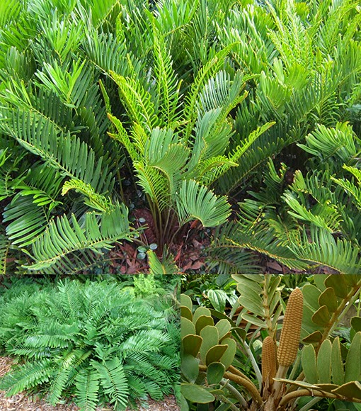 Plant This Now Berkeley: #19) Zamia spp.