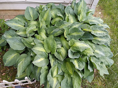 Future Plants by Randy Stewart: Hosta
