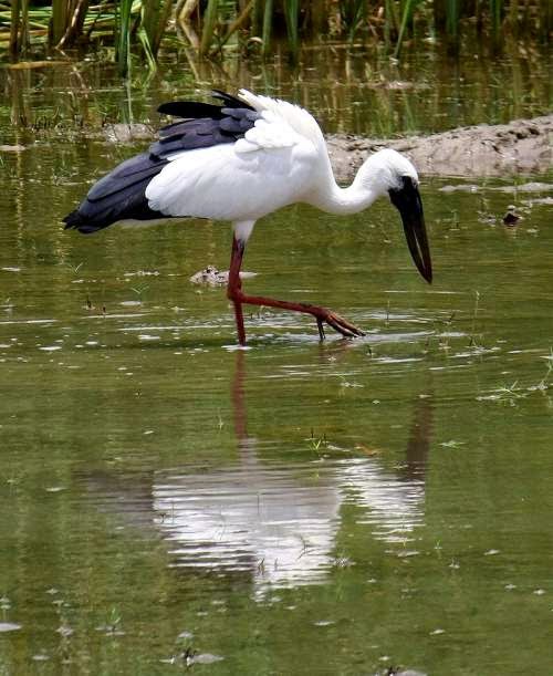 Asian openbill | Birds of India | Bird World
